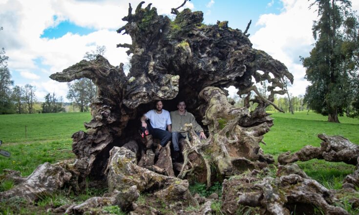Los muebles de Thomas Hatton: un homenaje a los árboles ...