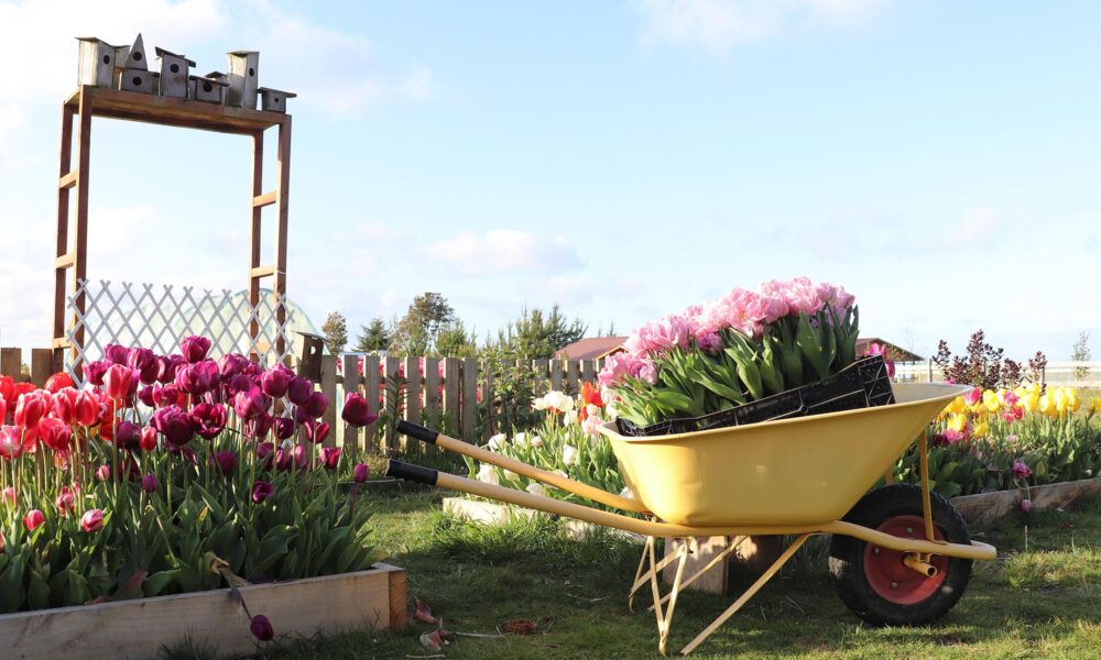 Consejos de una experta para cultivar flores en casa (sin importar el ...